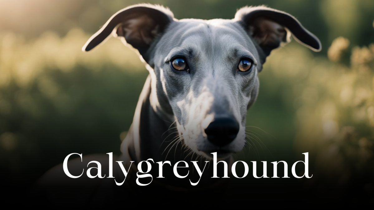 Calygreyhound: Mythical Creatures - Mythical Encyclopedia